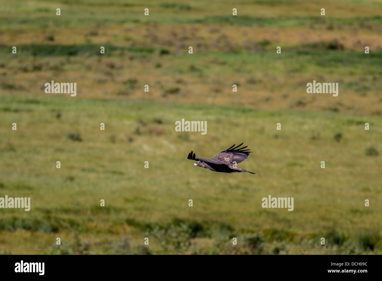 Golden Eagle (Aquila chrysaetos) Majestic, colorful, raptor, In flight ...