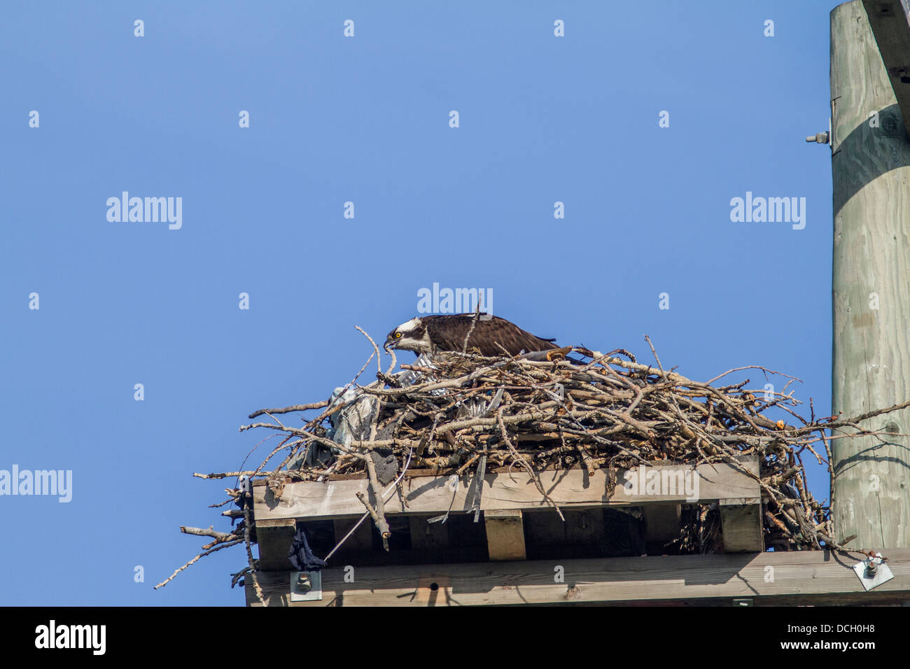 Raptor habitat hi-res stock photography and images - Alamy