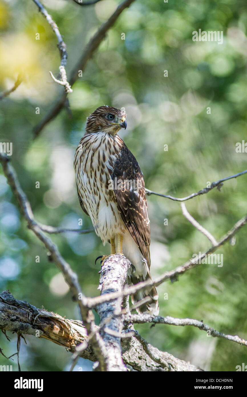 Juvenile sharp shinned hawk hi-res stock photography and images - Alamy