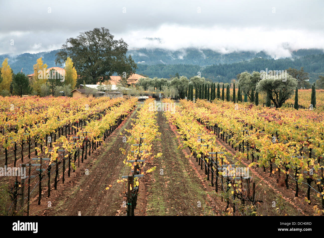 Napa Valley Autumn Colors Stock Photo - Alamy