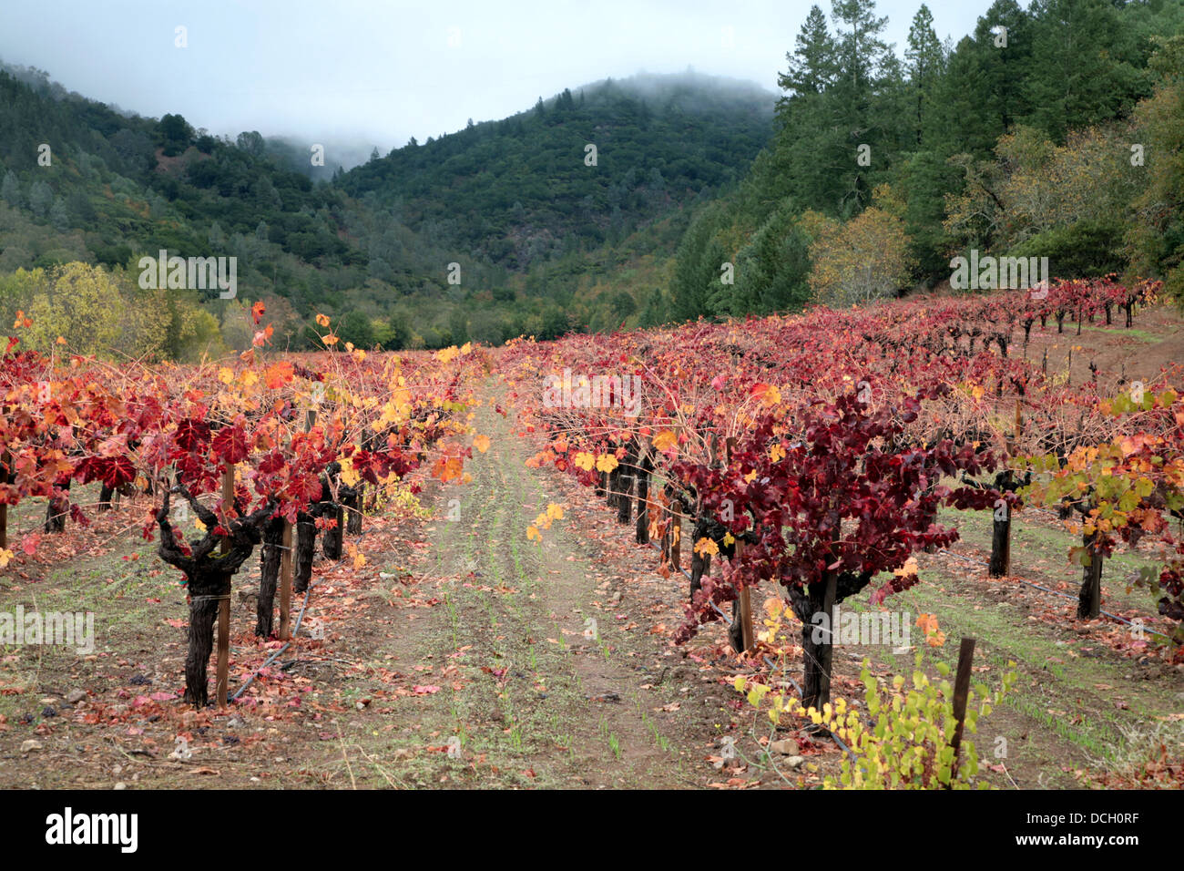 Napa Valley Autumn Colors Stock Photo - Alamy