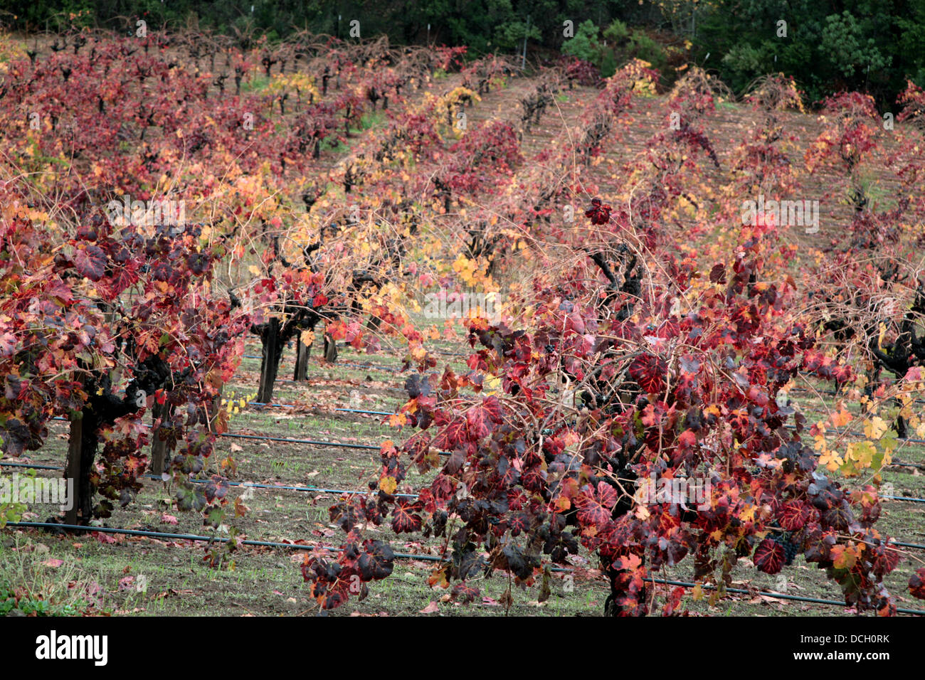 Napa fall hi-res stock photography and images - Alamy