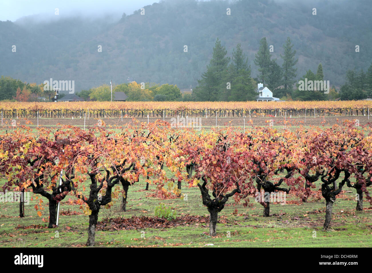Fall Colors Napa Valley Vineyards Stock Photo - Alamy