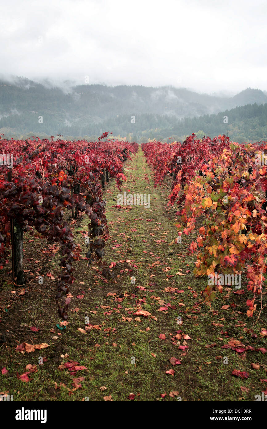 Fall Colors Napa Valley Vineyards Stock Photo - Alamy
