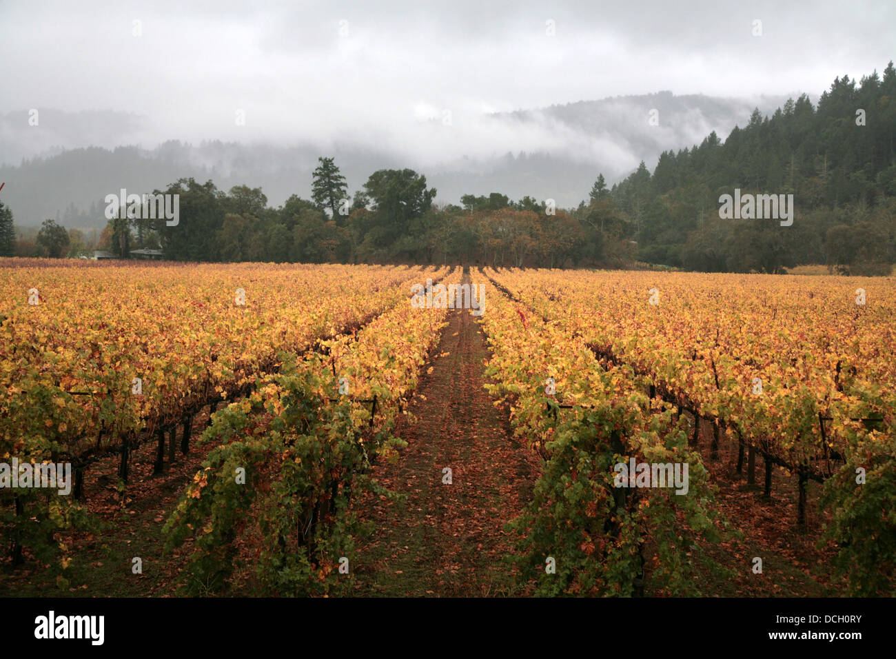 Napa fall hi-res stock photography and images - Alamy