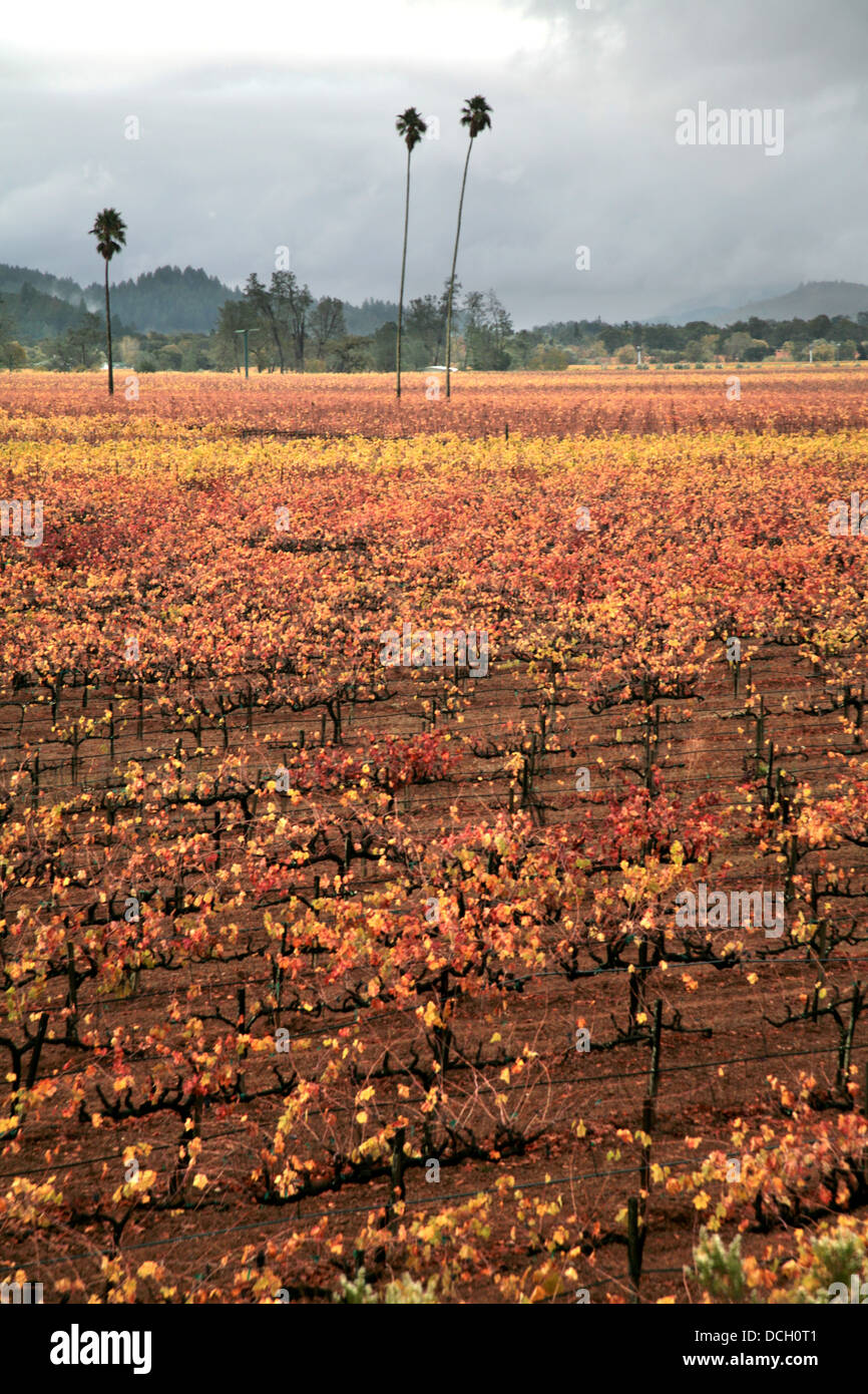 Napa fall hi-res stock photography and images - Alamy
