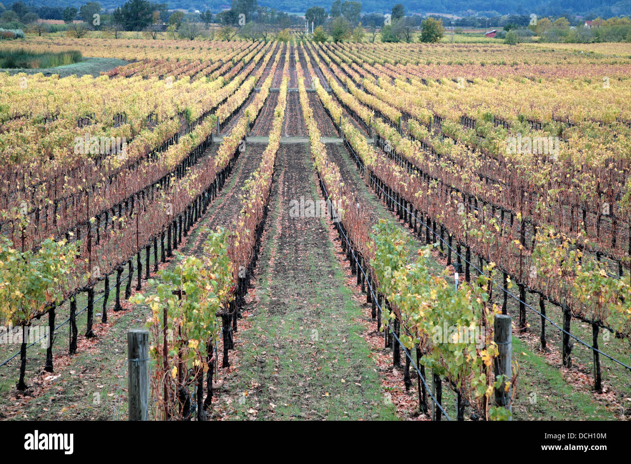 Autumn Vines, Napa Valley, California Stock Photo - Alamy