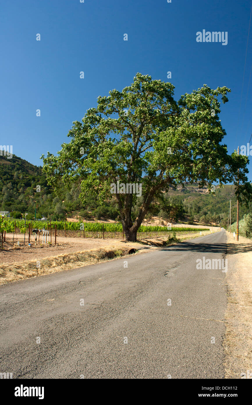 Oak Tree and Road in Napa Valley Stock Photo - Alamy