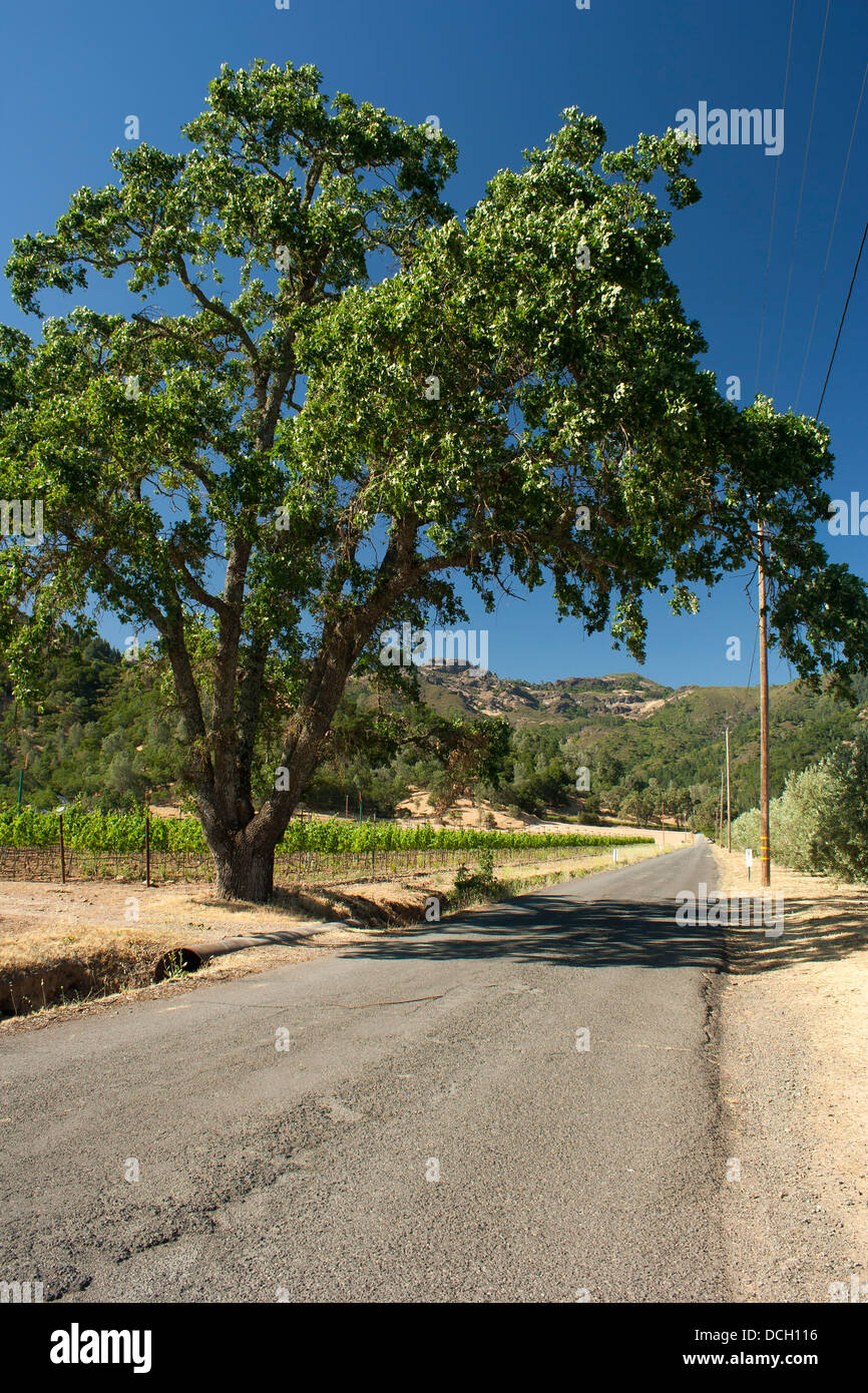 Oak Tree and Road in Napa Valley Stock Photo - Alamy