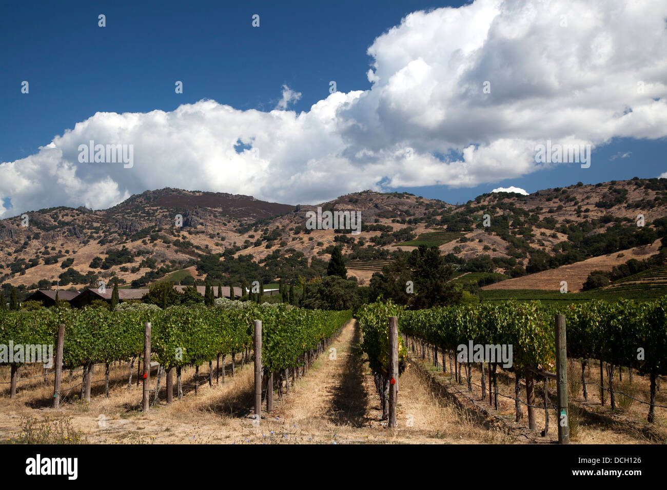 Napa Valley Vineyard Views Stock Photo - Alamy