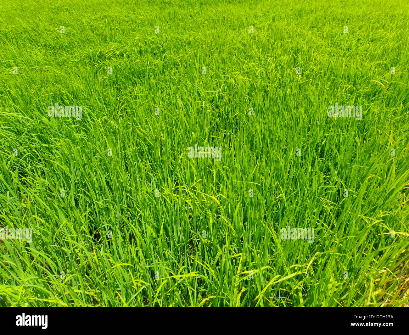 Wet rice leaf hi-res stock photography and images - Alamy