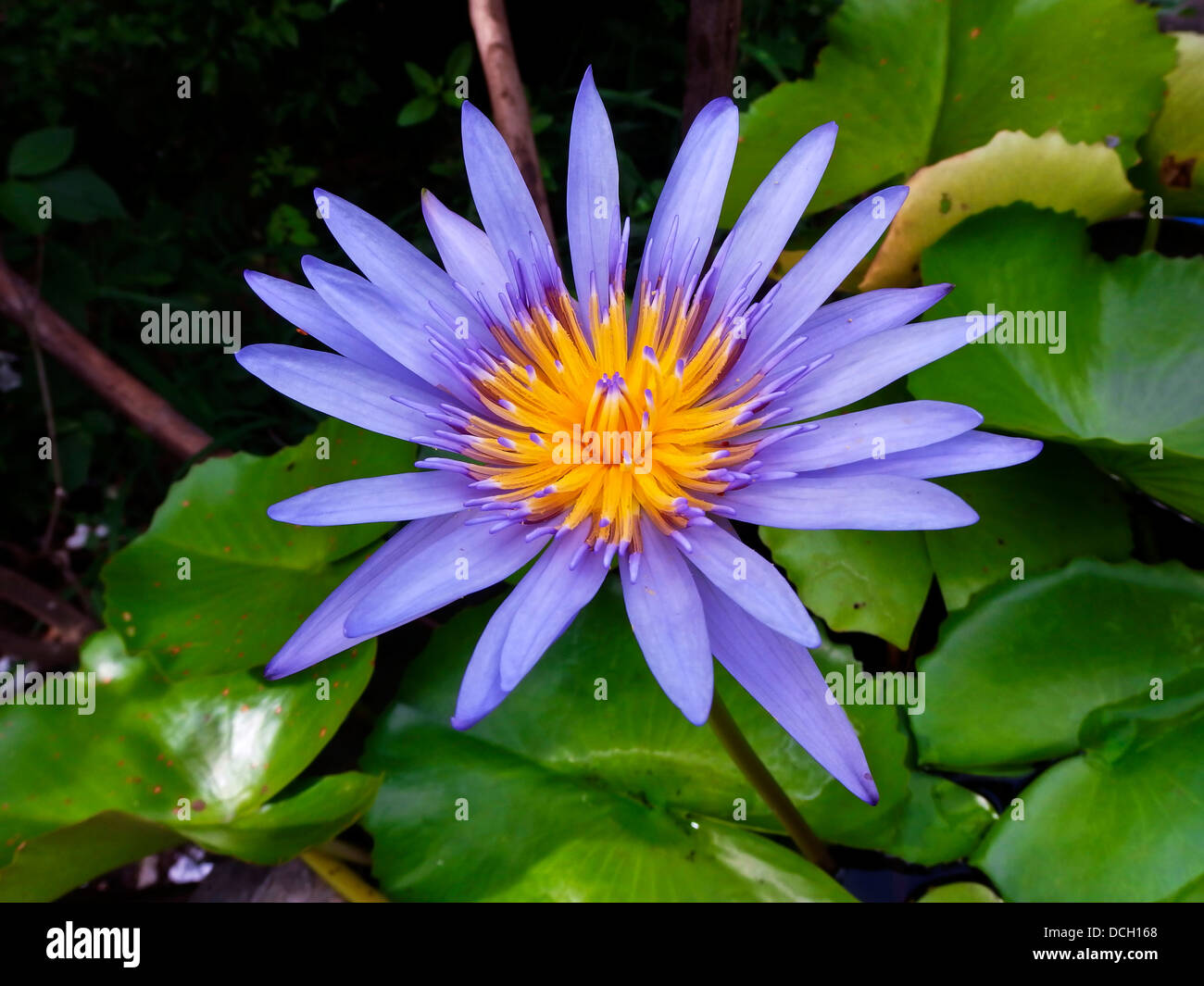 Lotus close up hi-res stock photography and images - Alamy