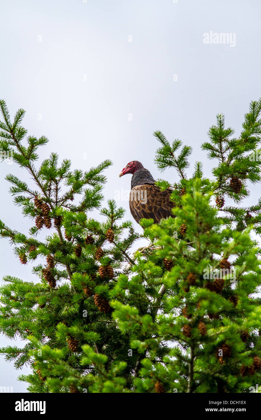 Turkey Vulture (Cathartes aura) Colorful and a bit ugly, photo of ...