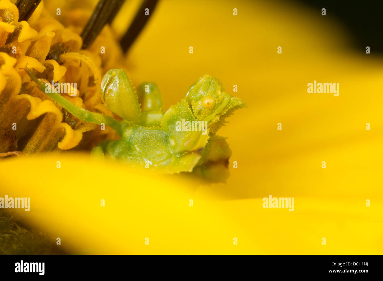 Phymata sp hi-res stock photography and images - Alamy