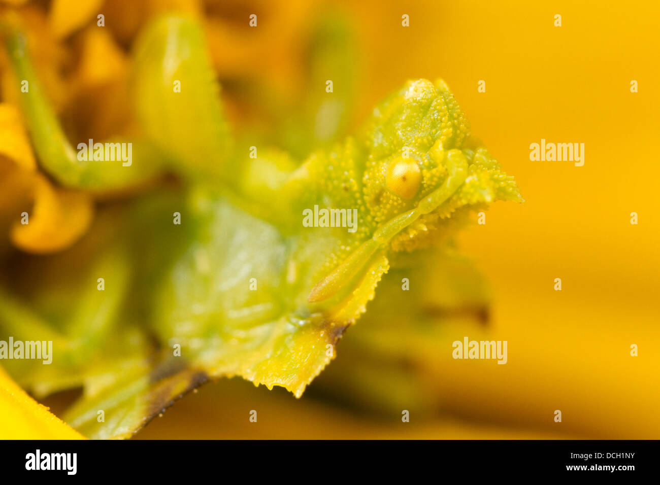 Phymata sp hi-res stock photography and images - Alamy