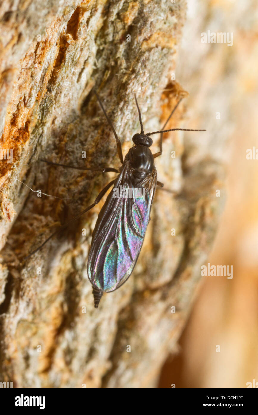 Dark-winged Fungus Gnat (Sciaridae sp Stock Photo - Alamy