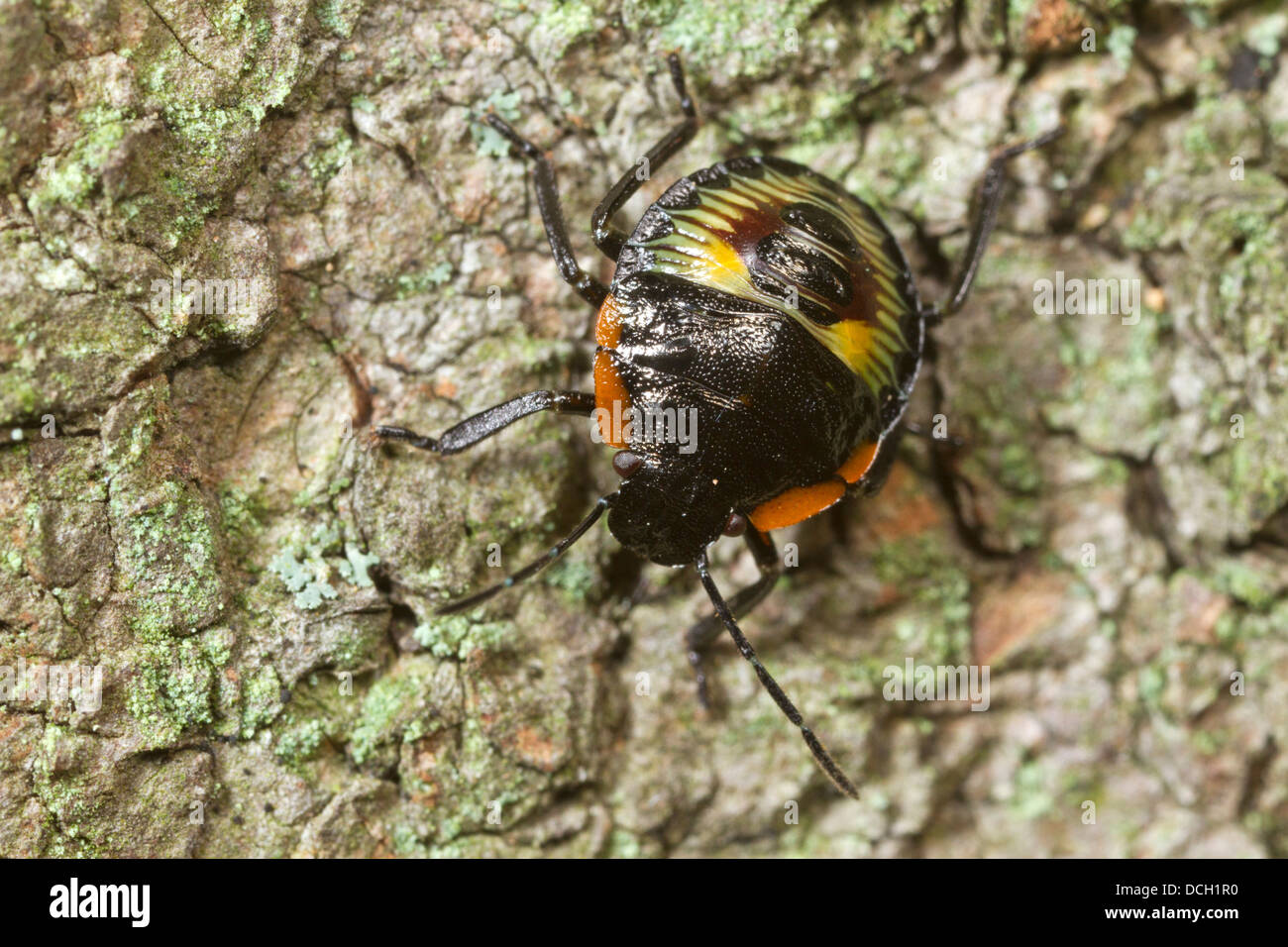 Green Stink Bug nymph (Chinavia hilaris Stock Photo - Alamy