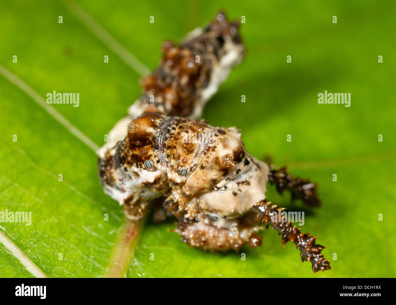 Red-spotted purple caterpillar (Limenitis arthemis Stock Photo - Alamy