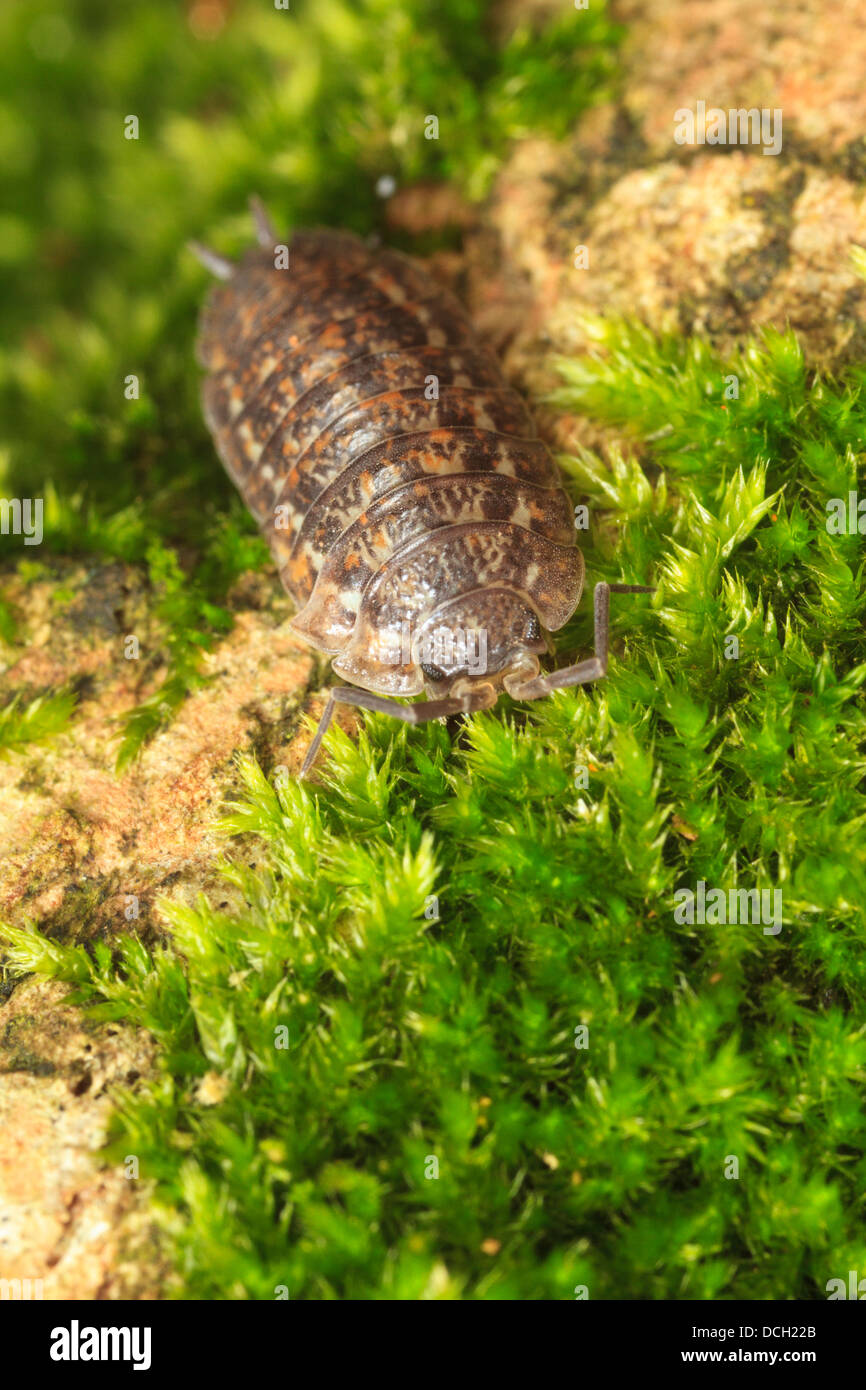 Woodlouse (Trachelipus rathkii) on moss Stock Photo - Alamy