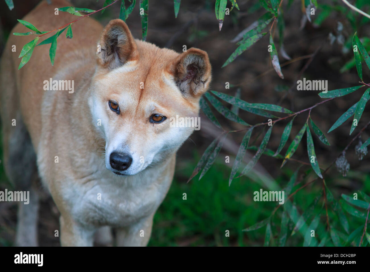 Pure bred dingo hi-res stock photography and images - Alamy
