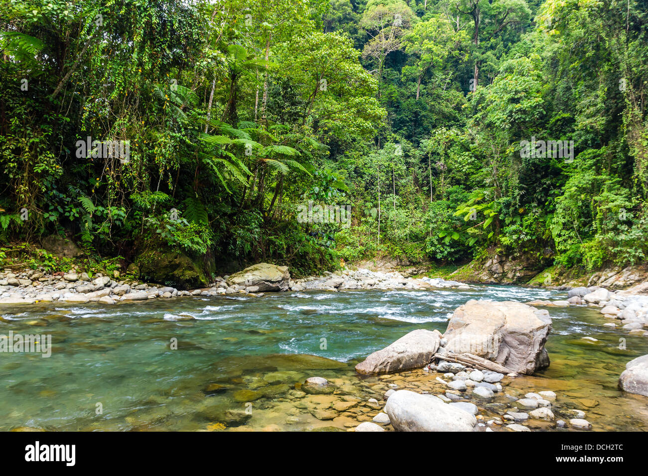 A clear fast flowing river moves through untouched tropical rain forest ...