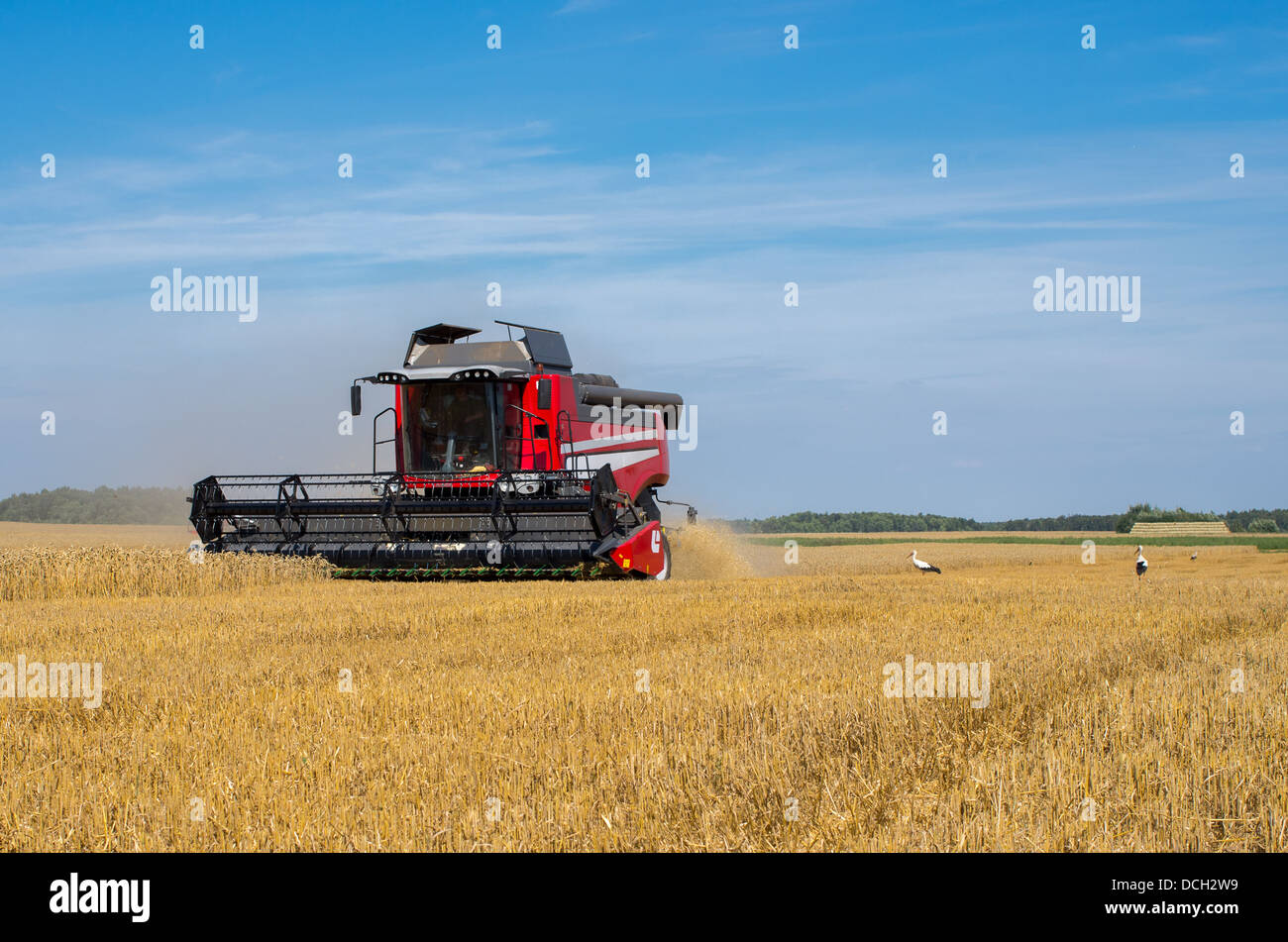 Harvesting combine at the rye field Stock Photo - Alamy