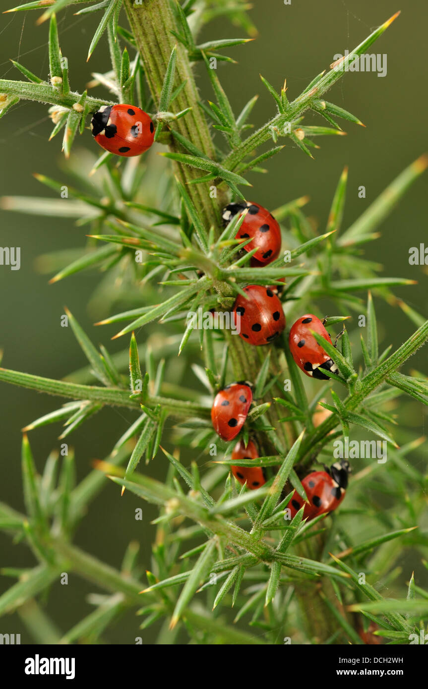 Ladybirds uk hi-res stock photography and images - Alamy