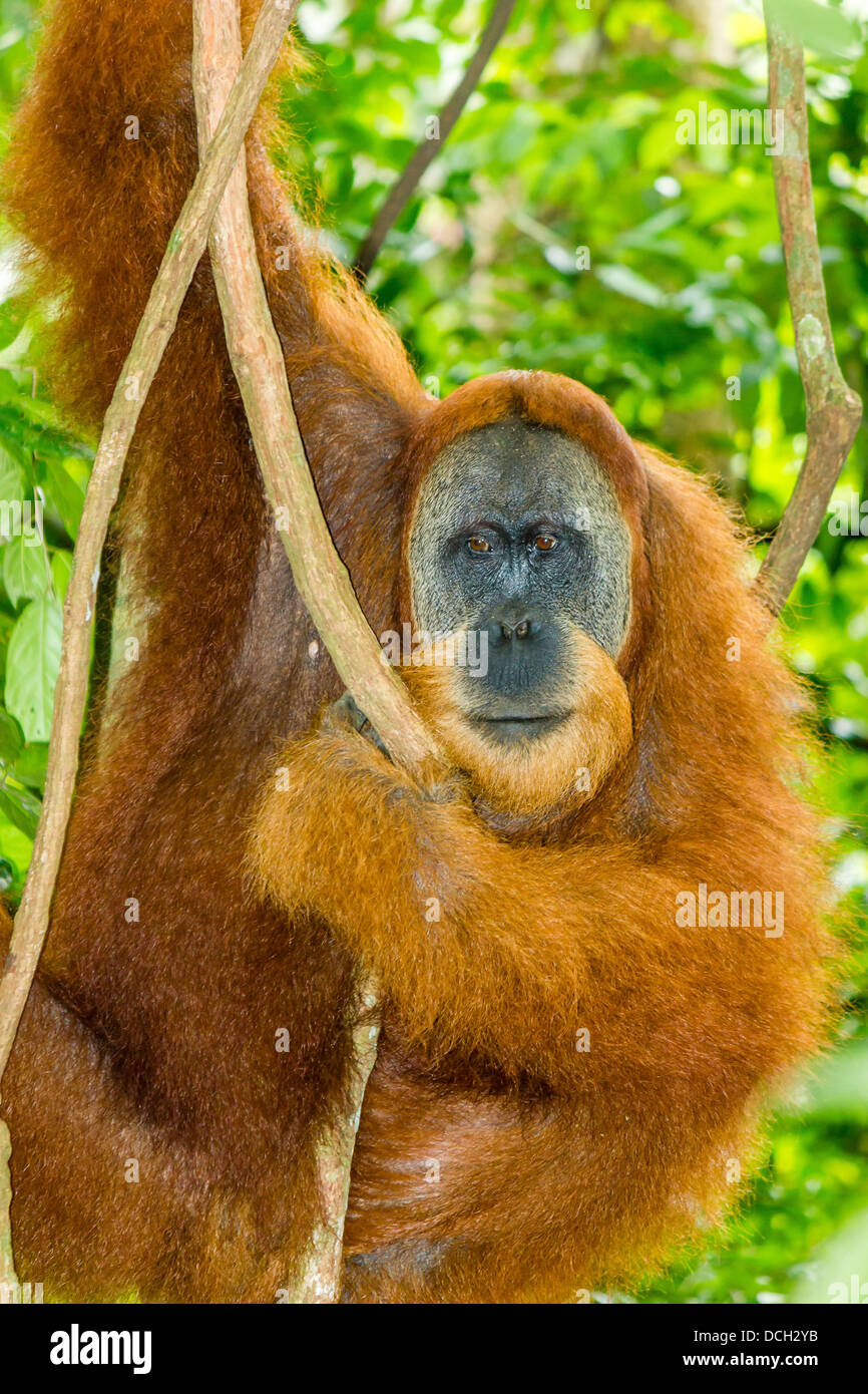 Orangutang palm hi-res stock photography and images - Alamy