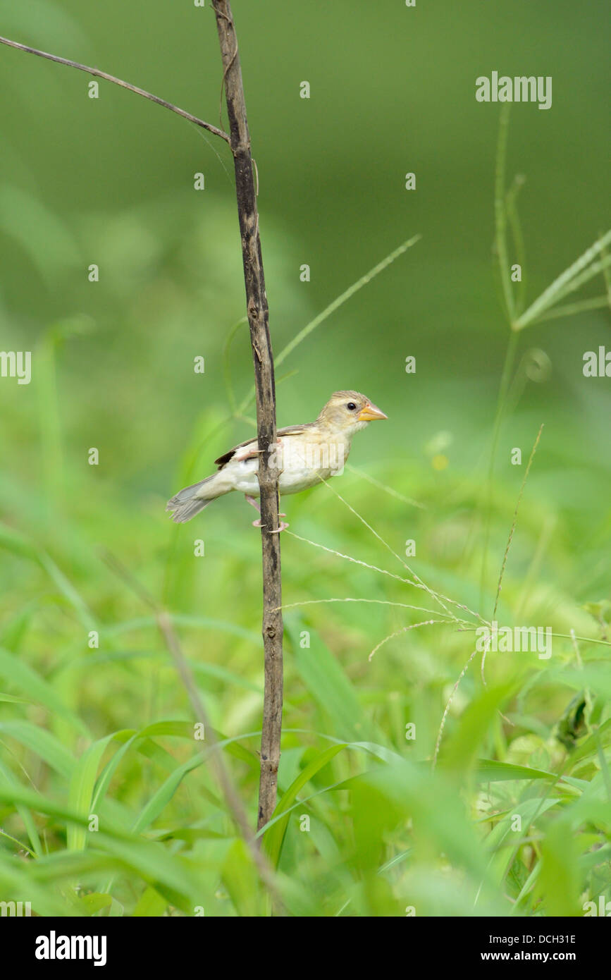Bird on a twig Stock Photo - Alamy