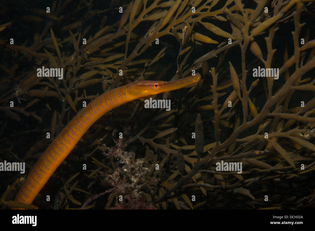 Snake Pipefish Entelurus Aequoreus High Resolution Stock Photography ...