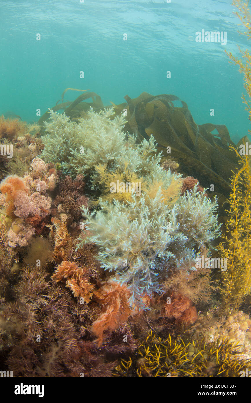 Magic seaweed in Kimmeridge Bay,Dorset, Voluntary marine reserve ...