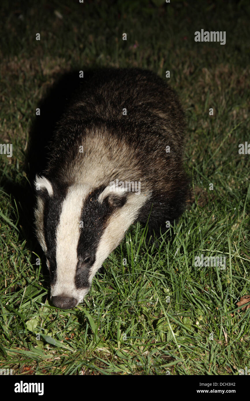 Eurasian badger meles meles foraging for food Stock Photo - Alamy