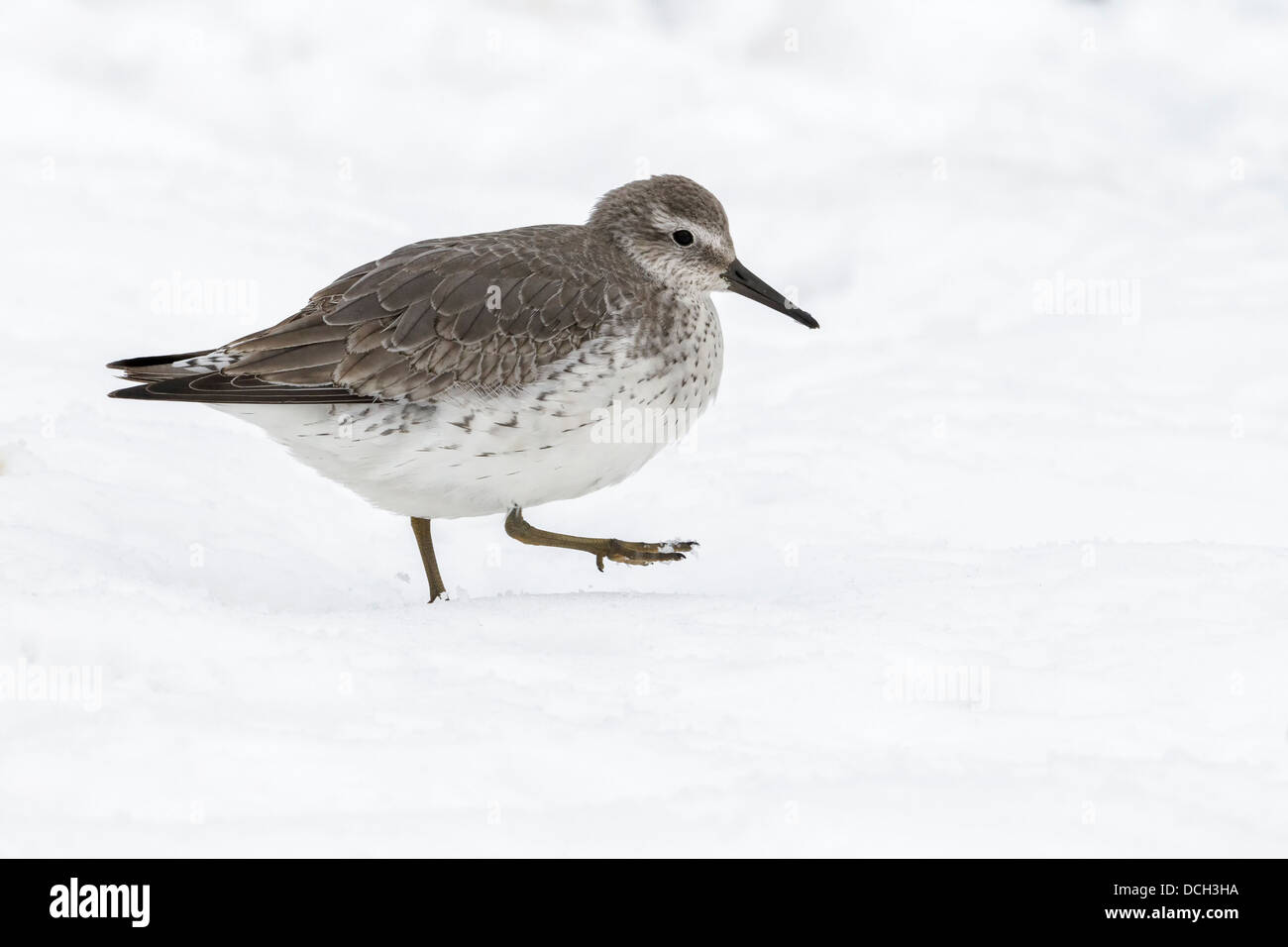 Knot walking in winters snow searching for food Stock Photo - Alamy