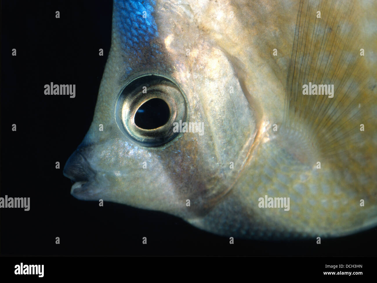 Orange Butterflyfish, Chaetodon kleini, Chaetodontidae, Indo-pacific ...