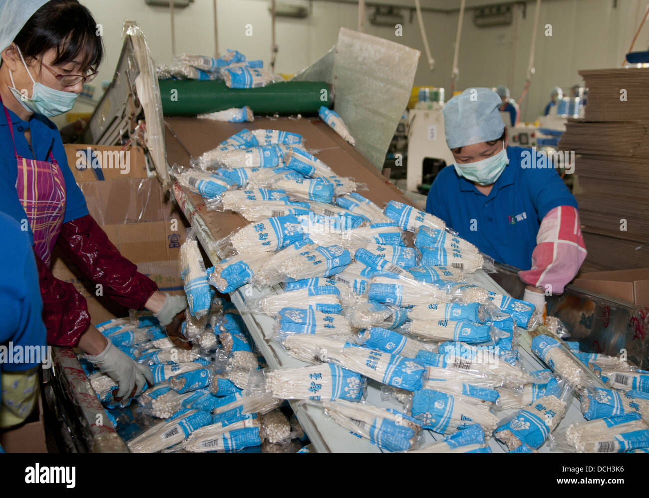 A team of workers sort, trim and package Chinese lily mushrooms at the ...