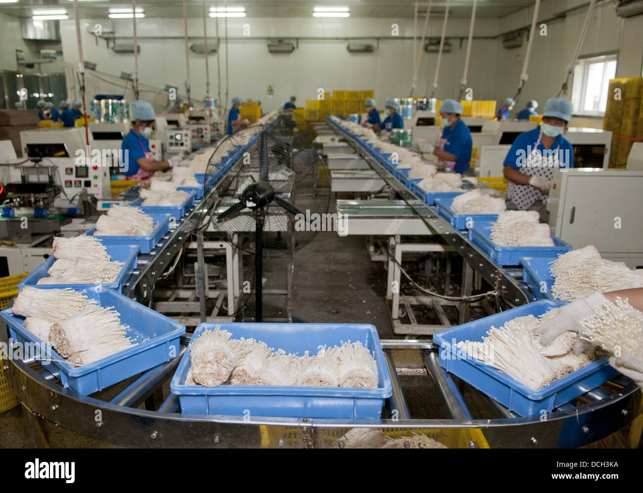 A team of workers sort, trim and package Chinese lily mushrooms at the ...