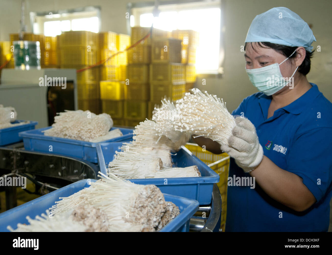 Chinese funghi hi-res stock photography and images - Alamy