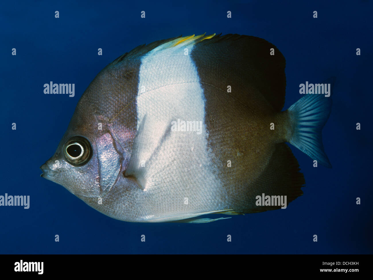 Zoster Butterfly or Brown-and-white butterflyfish, Hemitaurichthys ...