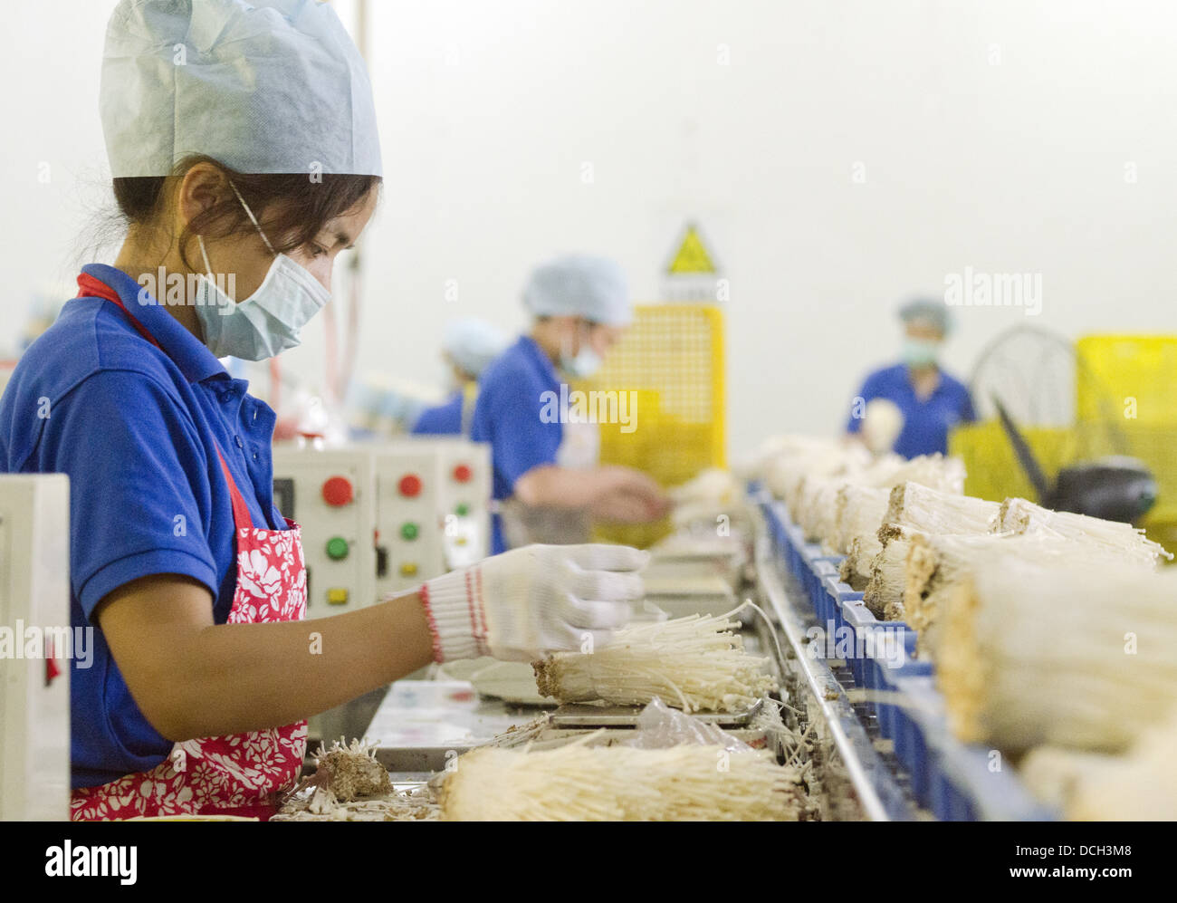 A team of workers sort, trim and package Chinese lily mushrooms at the ...