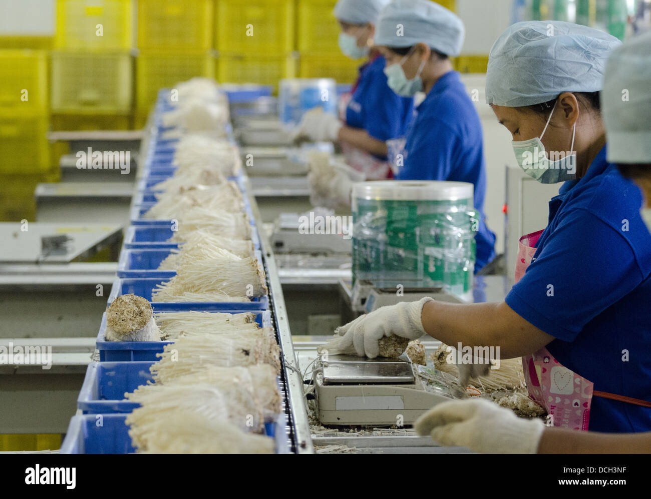 A team of workers sort, trim and package Chinese lily mushrooms at the ...