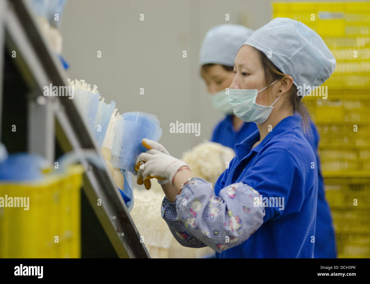 A team of workers sort, trim and package Chinese lily mushrooms at the ...