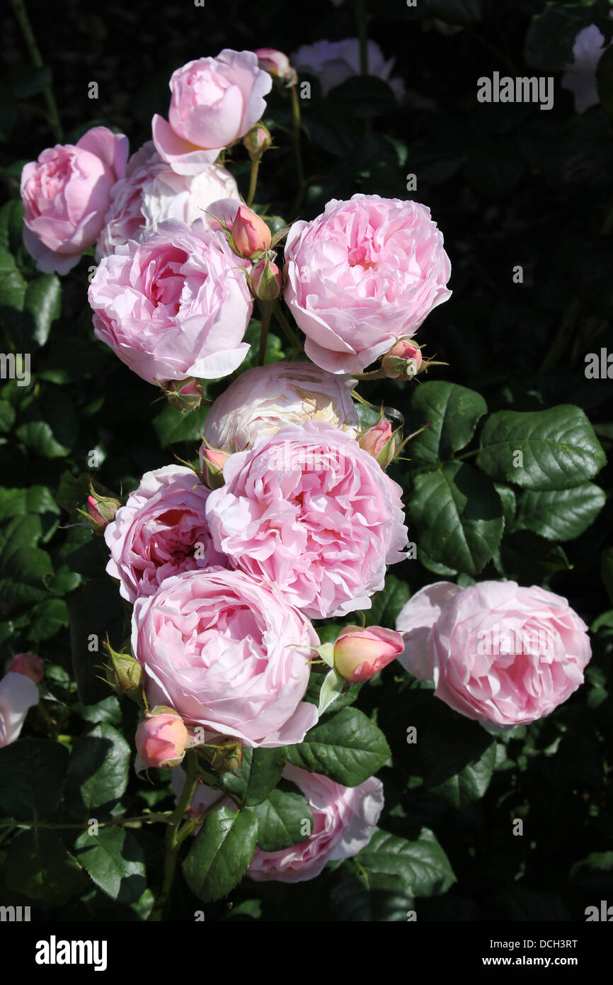 Roses hi-res stock photography and images - Alamy