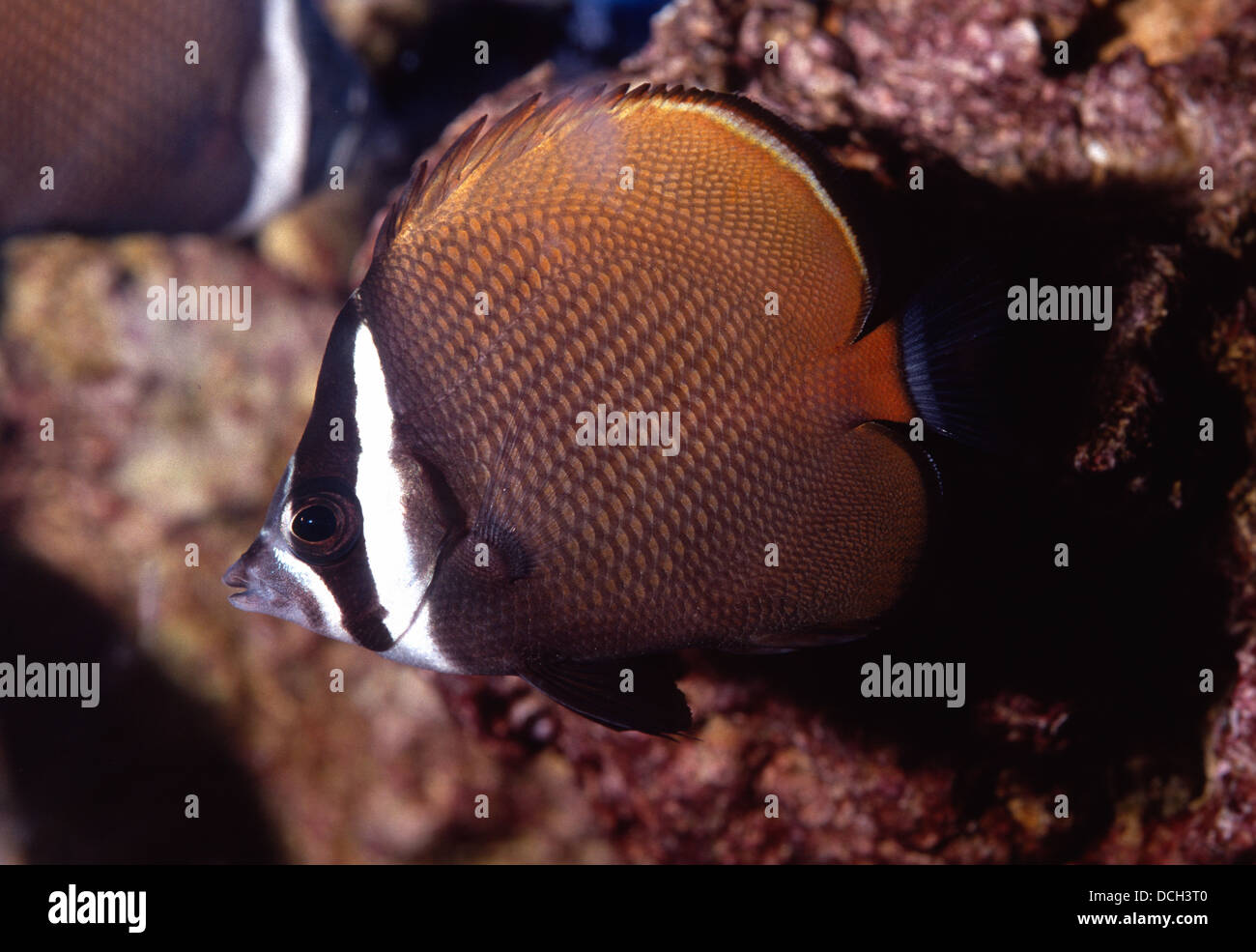 Redtail butterflyfish, Chaetodon collare, Chaetodontidae, Indo-pacific ...