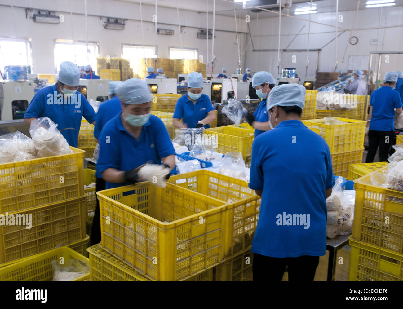 A team of workers sort, trim and package Chinese lily mushrooms at the ...