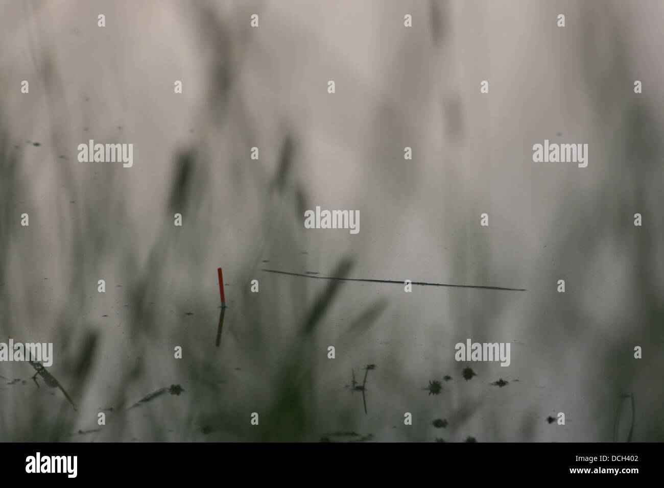 Fishing float bobbing among the reeds Stock Photo - Alamy