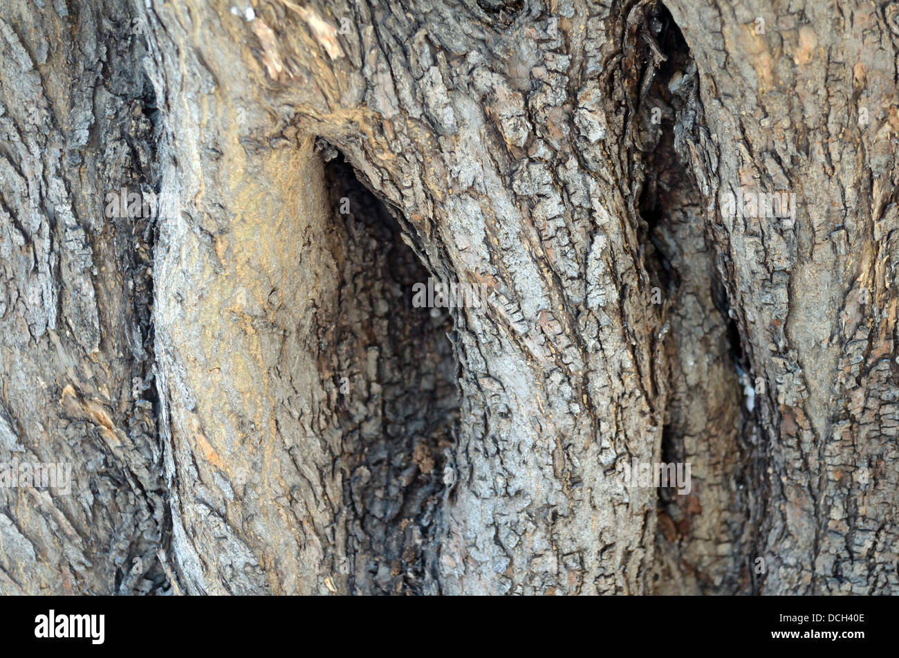 Root tree hi-res stock photography and images - Alamy