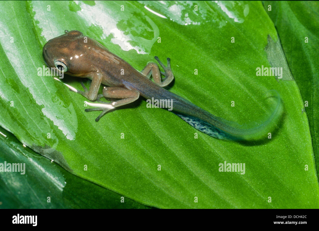 Metamorphosing tadpole of a Trinidad leaf frog, Phyllomedusa trinitatus ...
