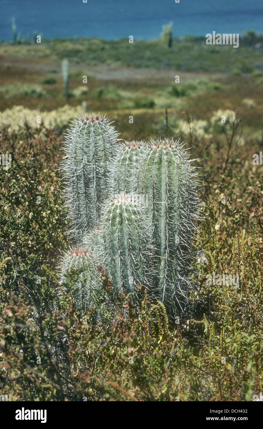Alcatraz island mexico hi-res stock photography and images - Alamy
