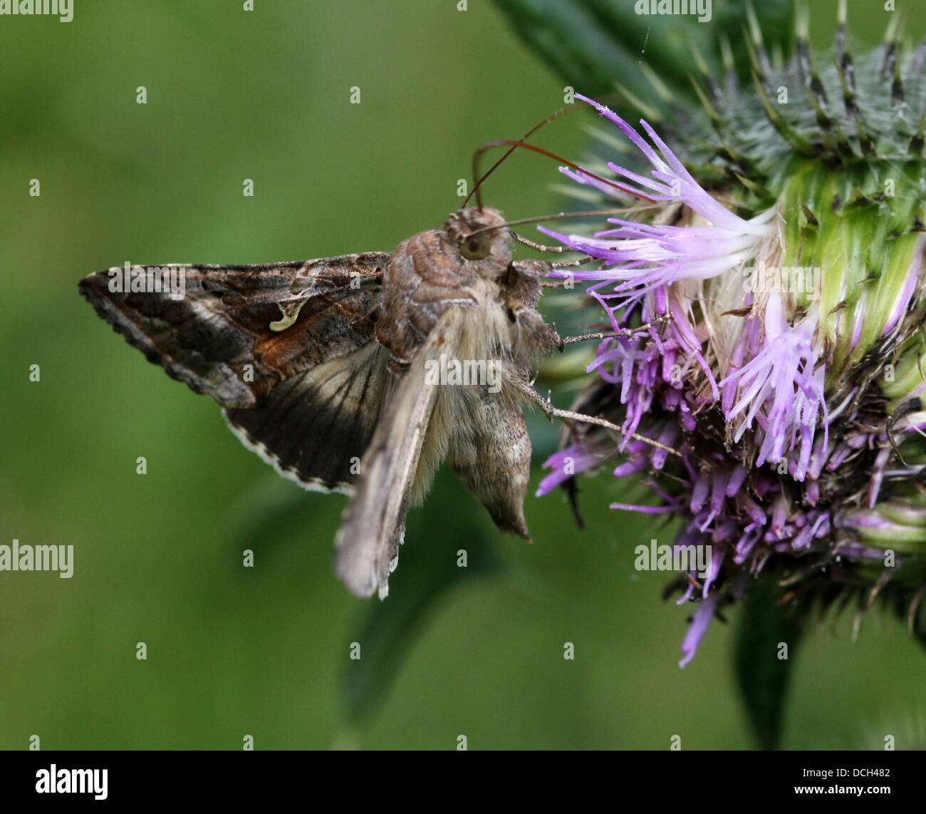 Silver y moth with open wings hi-res stock photography and images - Alamy