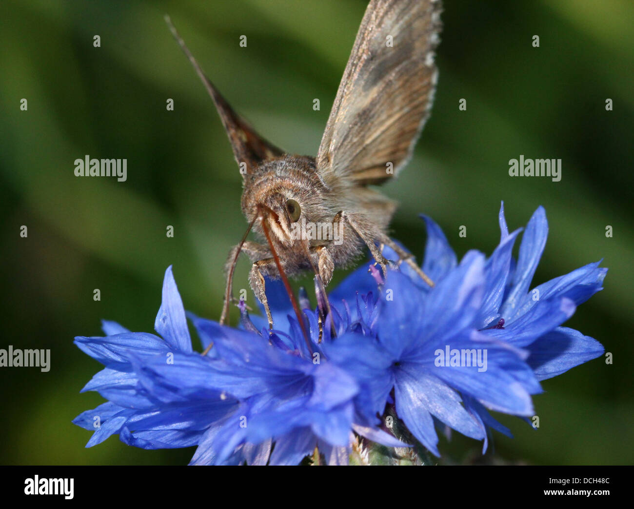 Silver y moth with open wings hi-res stock photography and images - Alamy